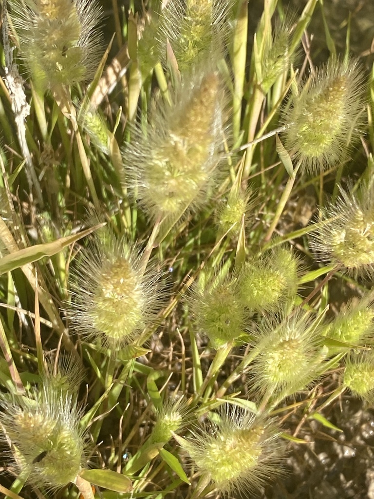 rabbitfoot grass from Big Bend National Park, Alpine, TX, US on ...