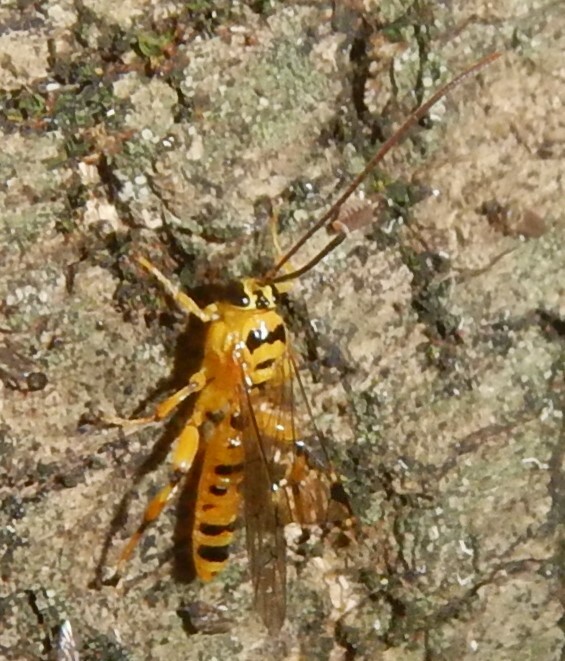 Hymenoptera