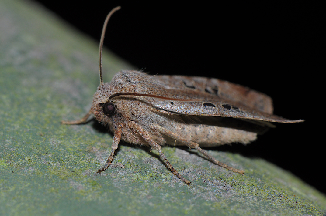 Noctuidae