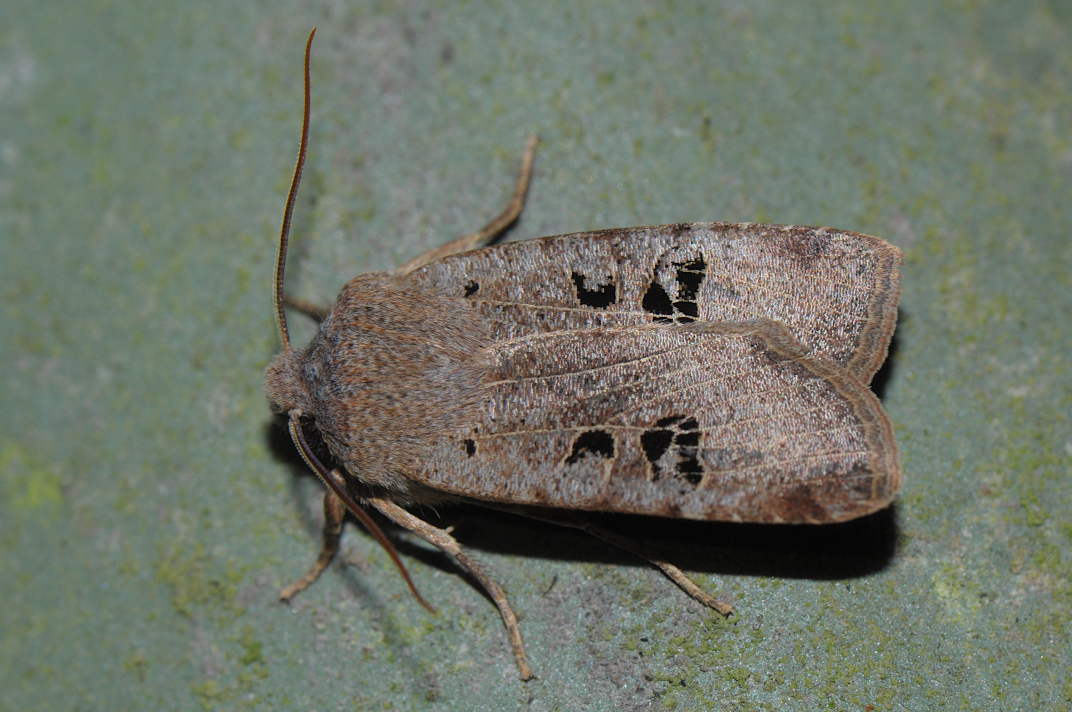 Noctuidae
