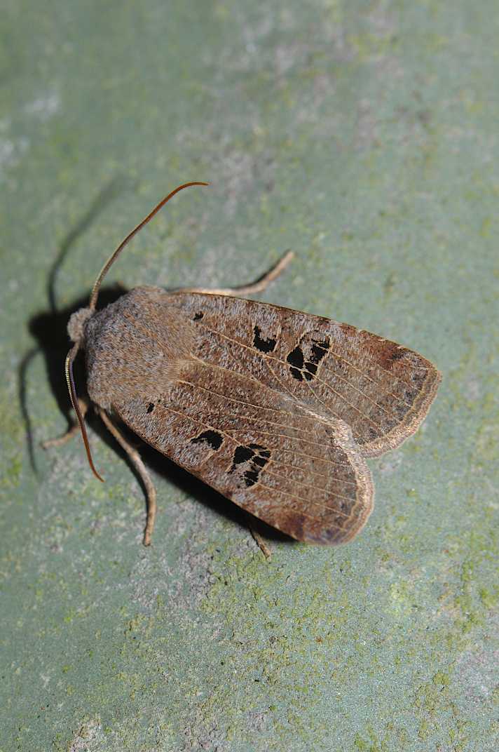 Noctuidae