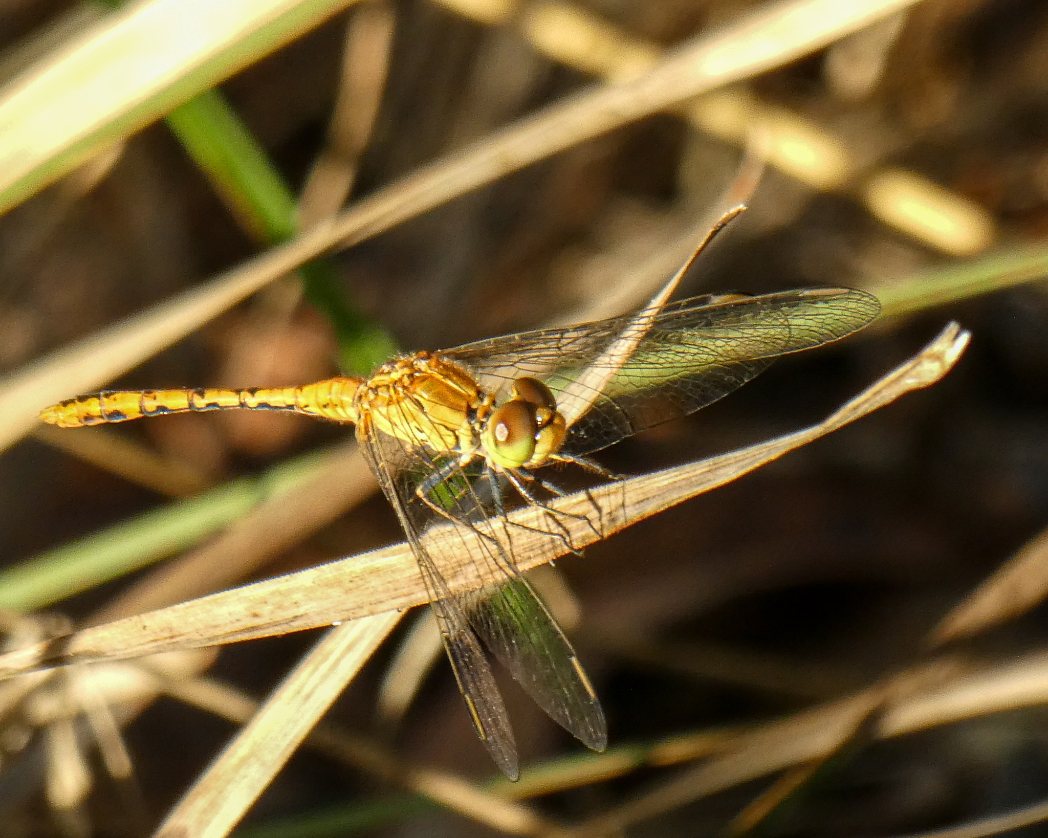Odonata