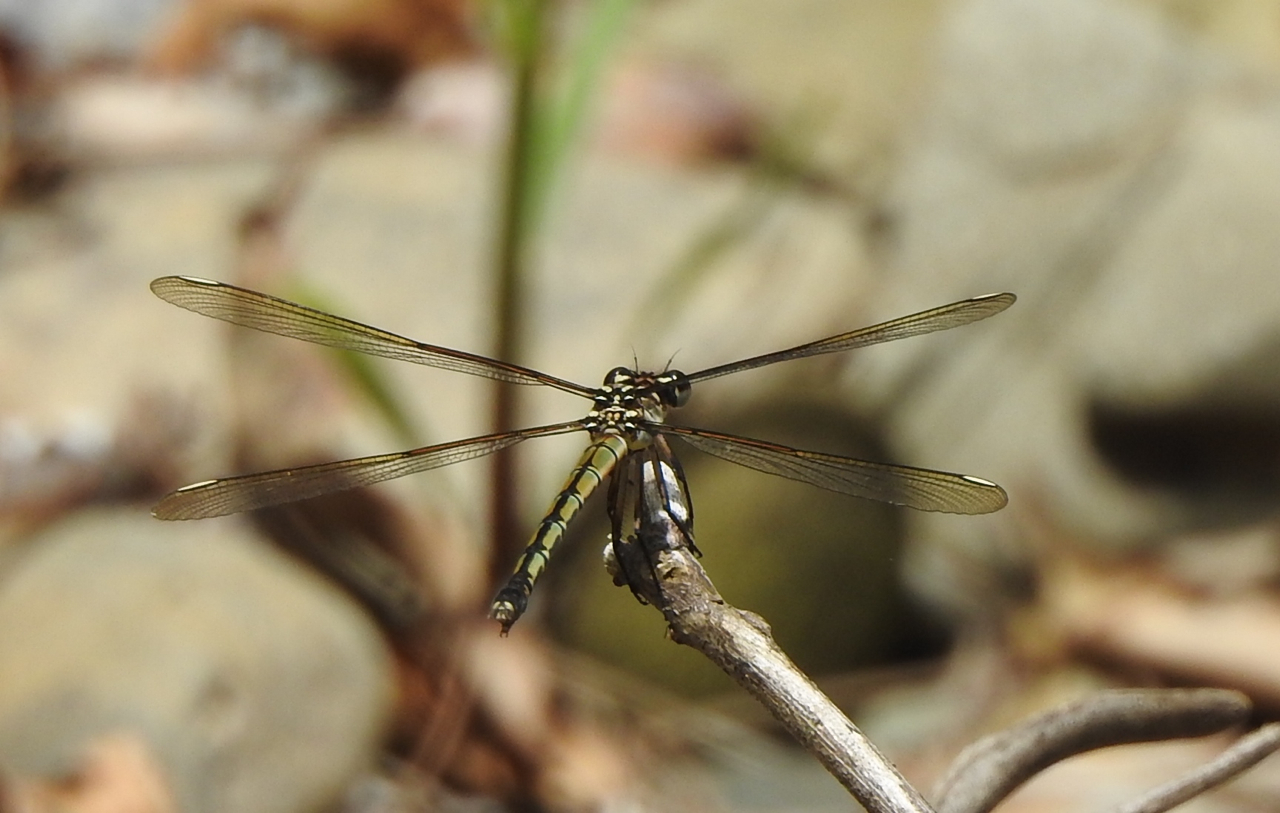 Odonata