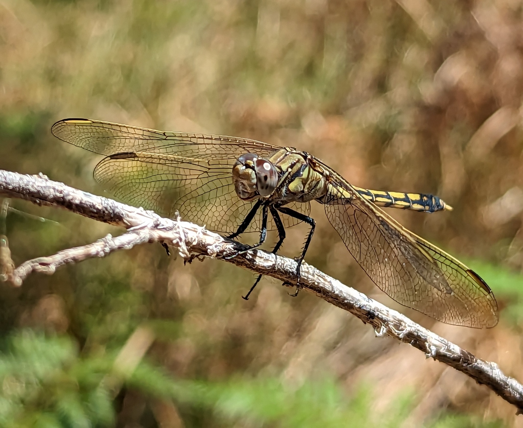 Odonata