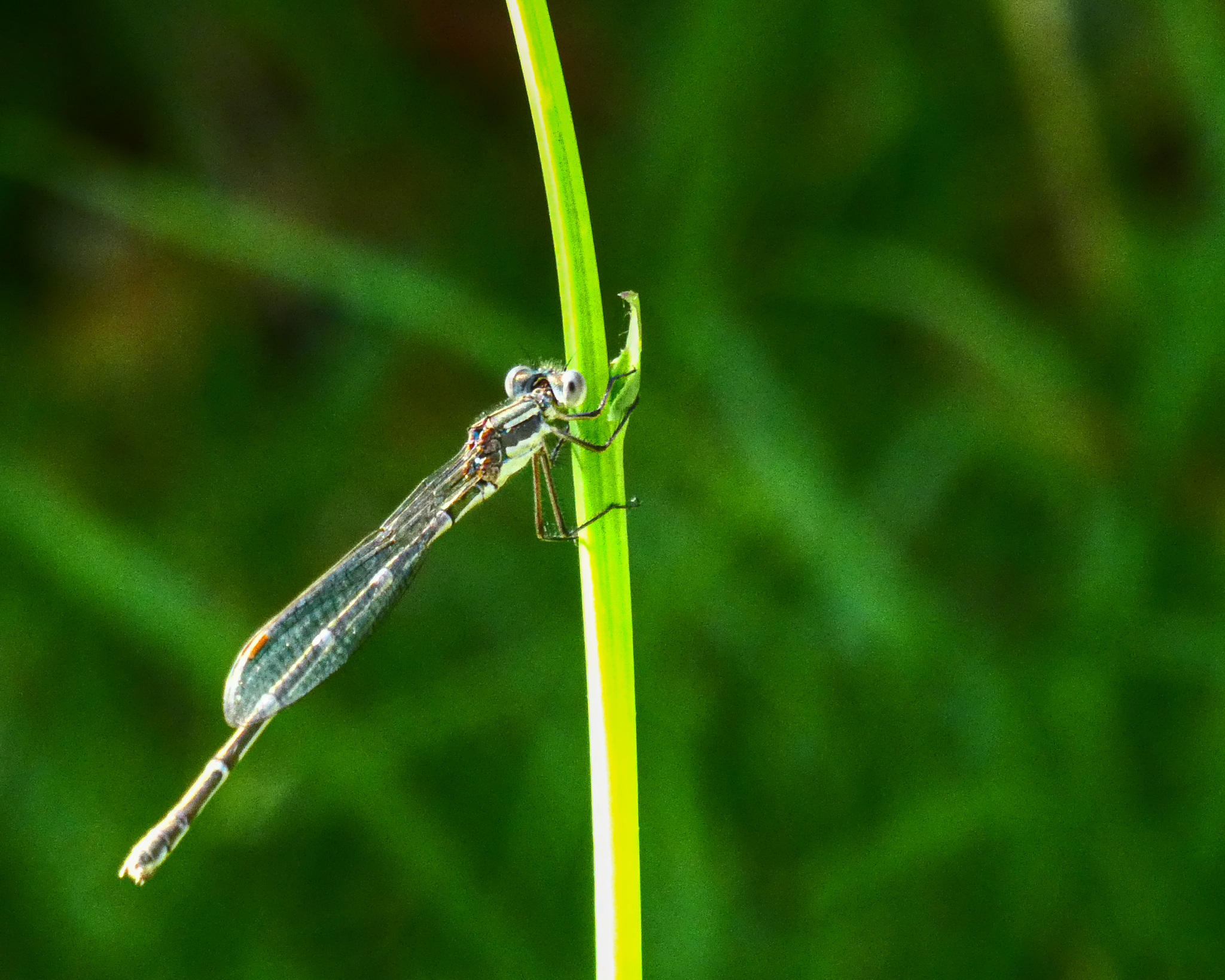 Odonata