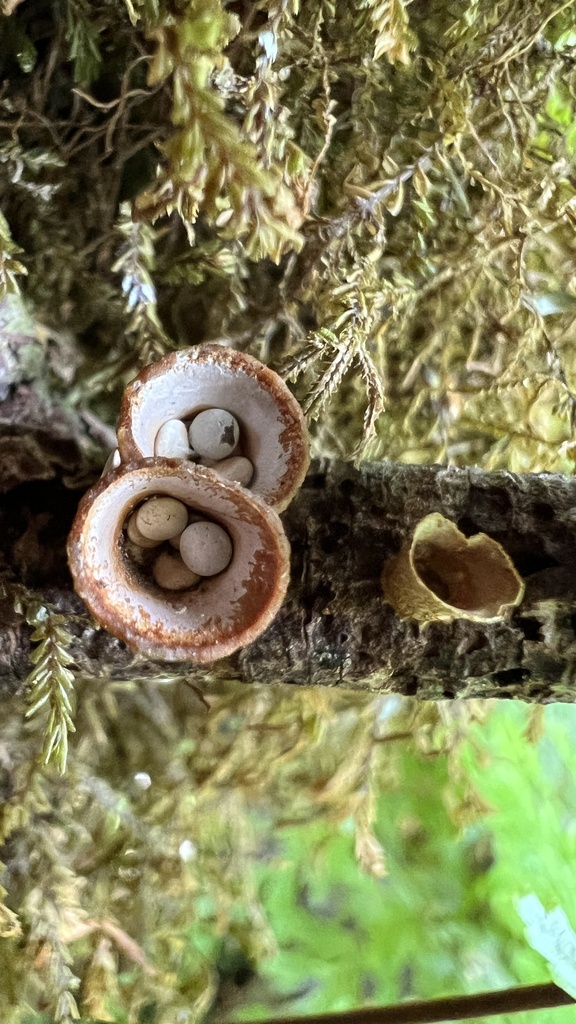 Crucibulum from Westland Tai Poutini National Park, Westland National ...