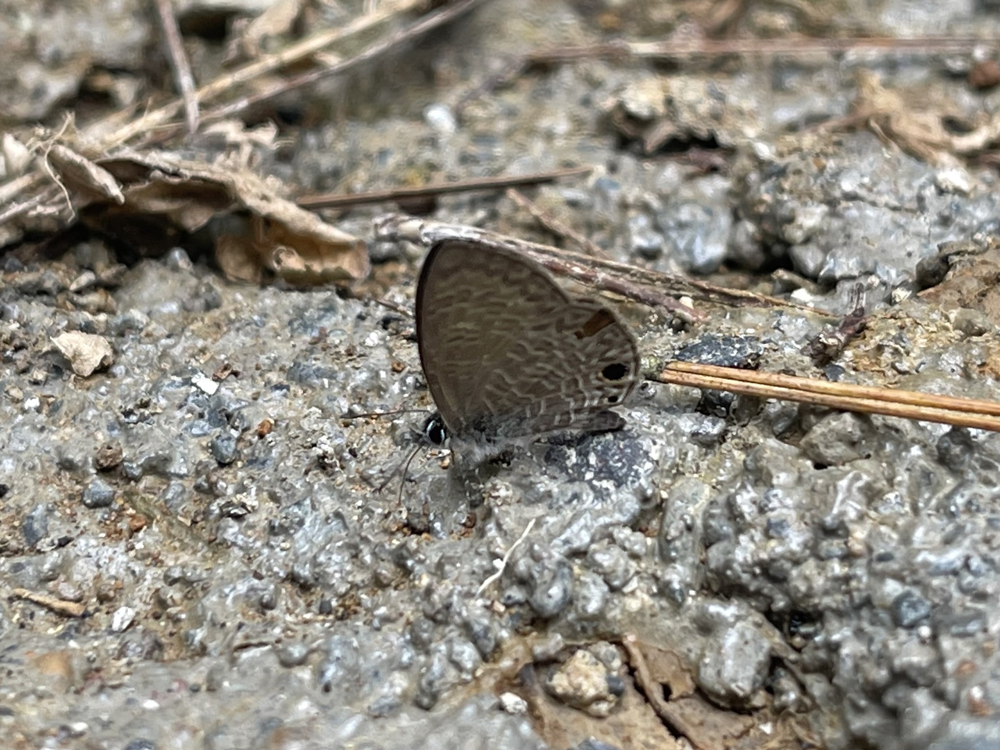 Lycaenidae