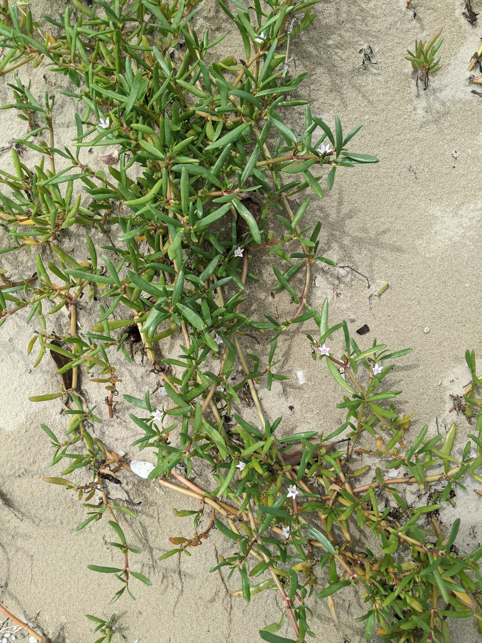 Caryophyllales