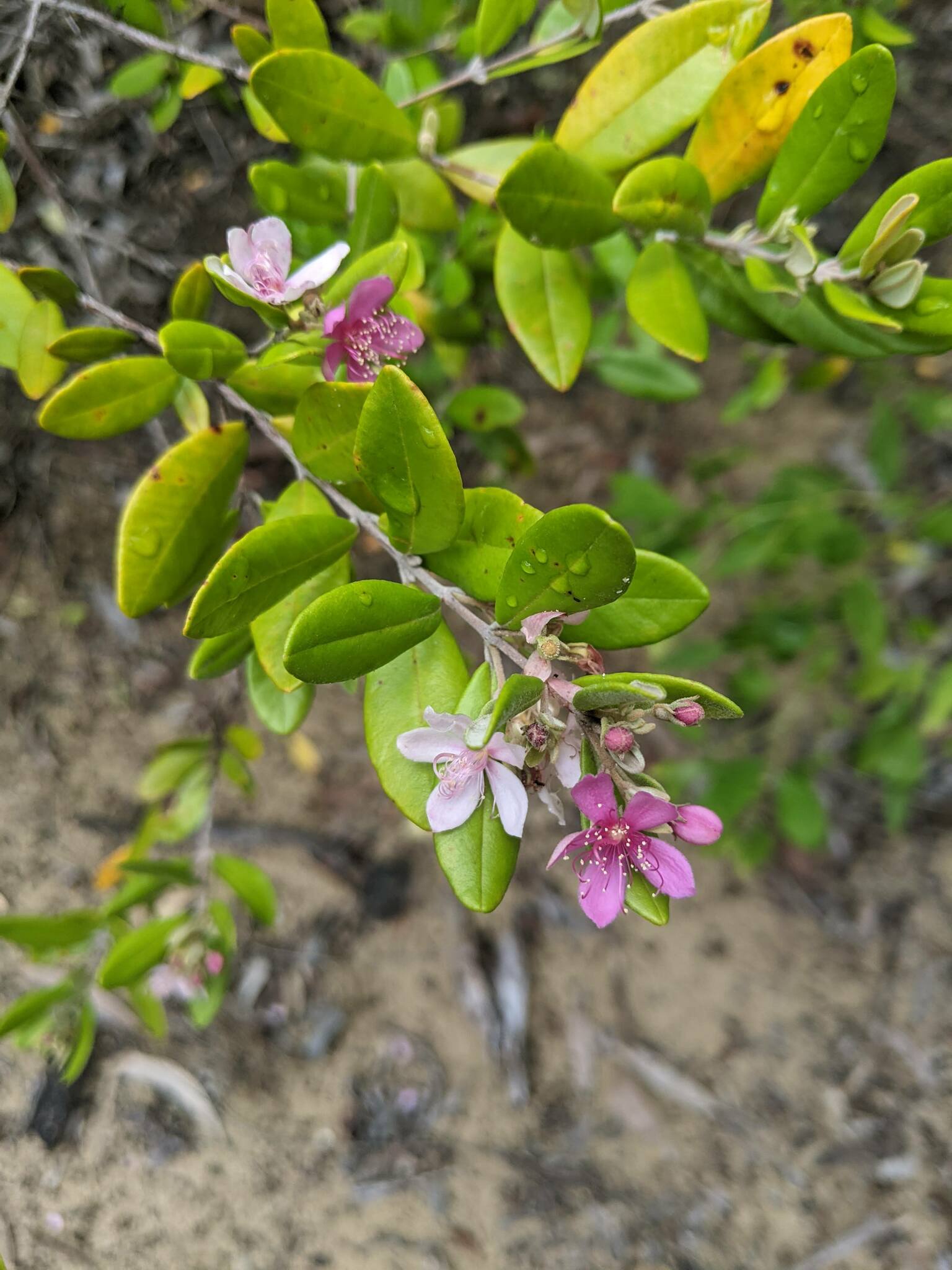 Myrtaceae