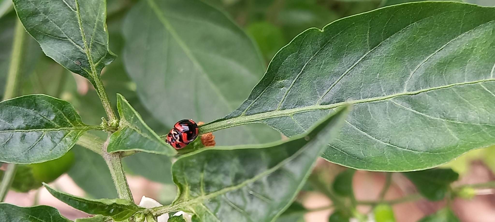 Coccinellidae