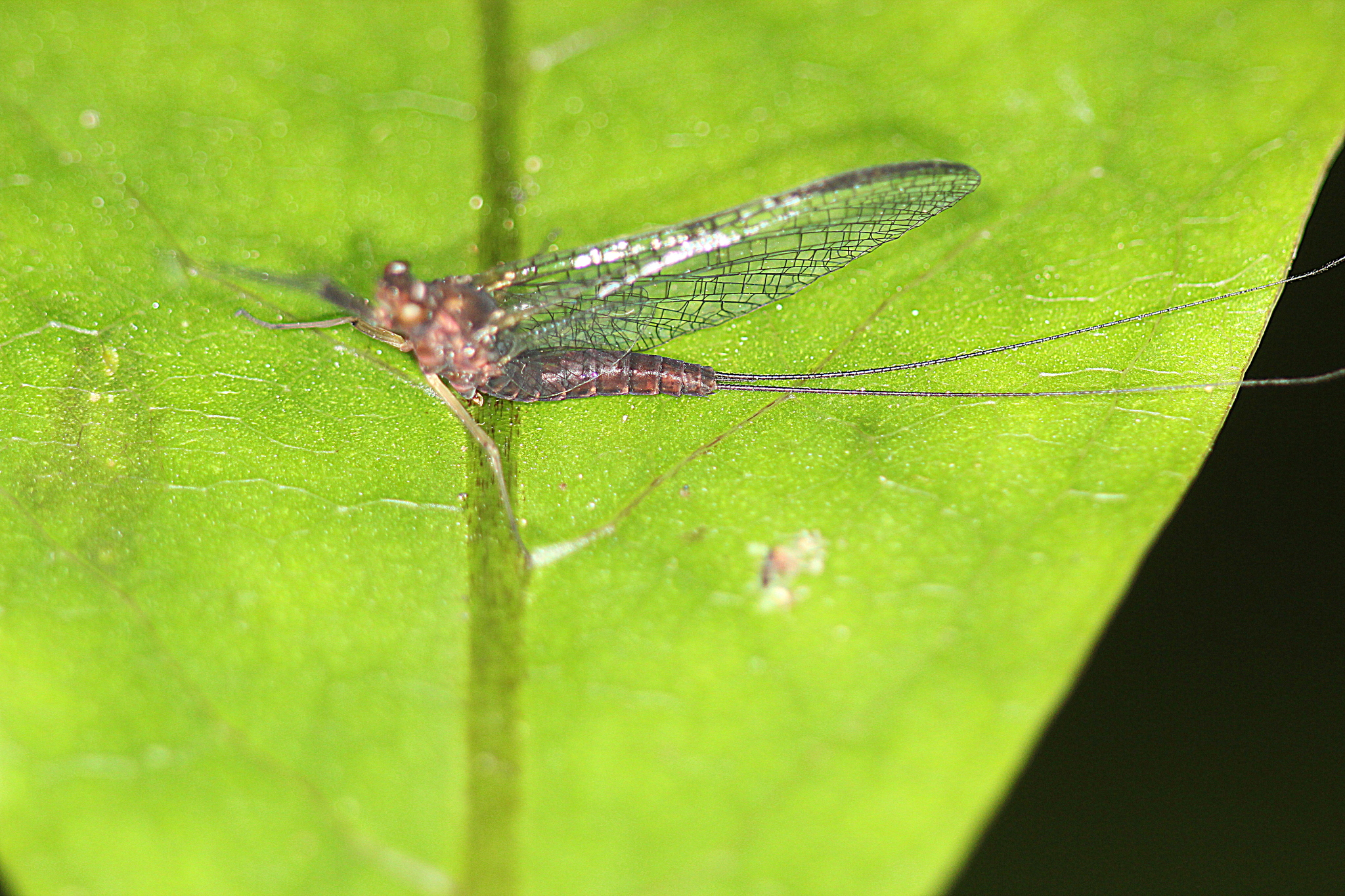 Ephemeroptera