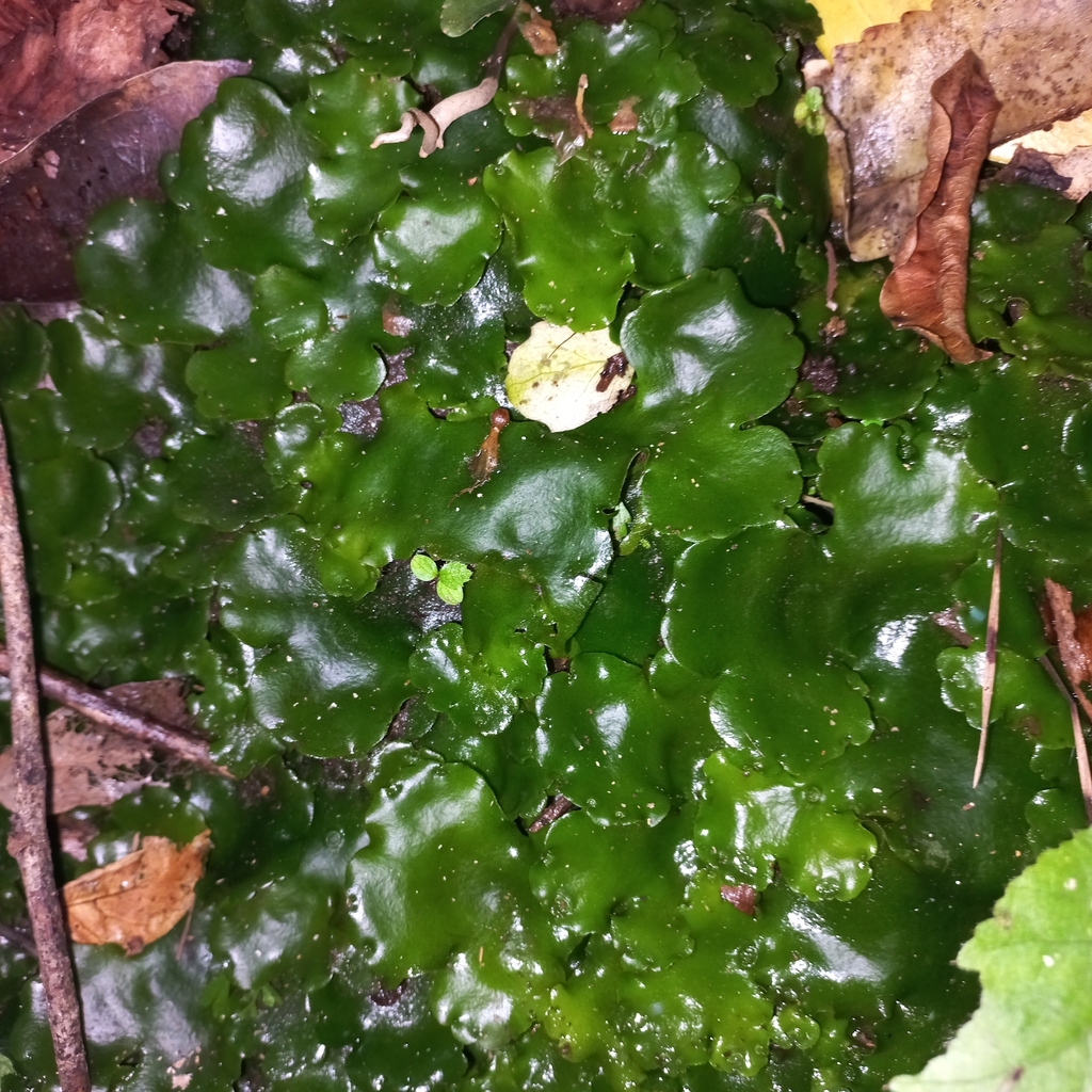Monoclea forsteri from Karori, Wellington, New Zealand on January 1 ...