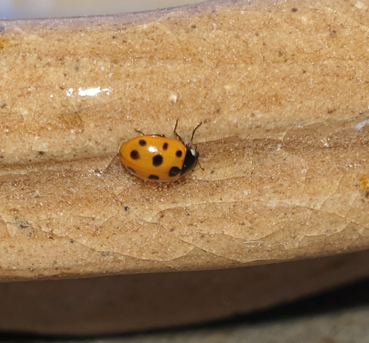 Coccinellidae