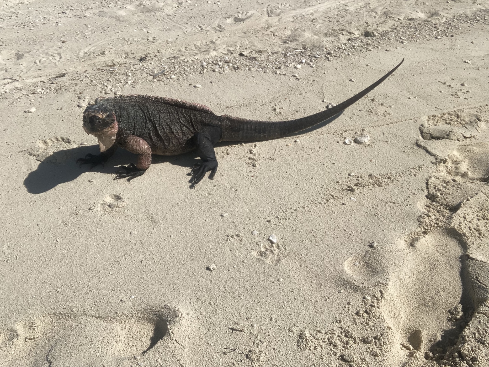 Cyclura cychlura (Cuvier, 1829)