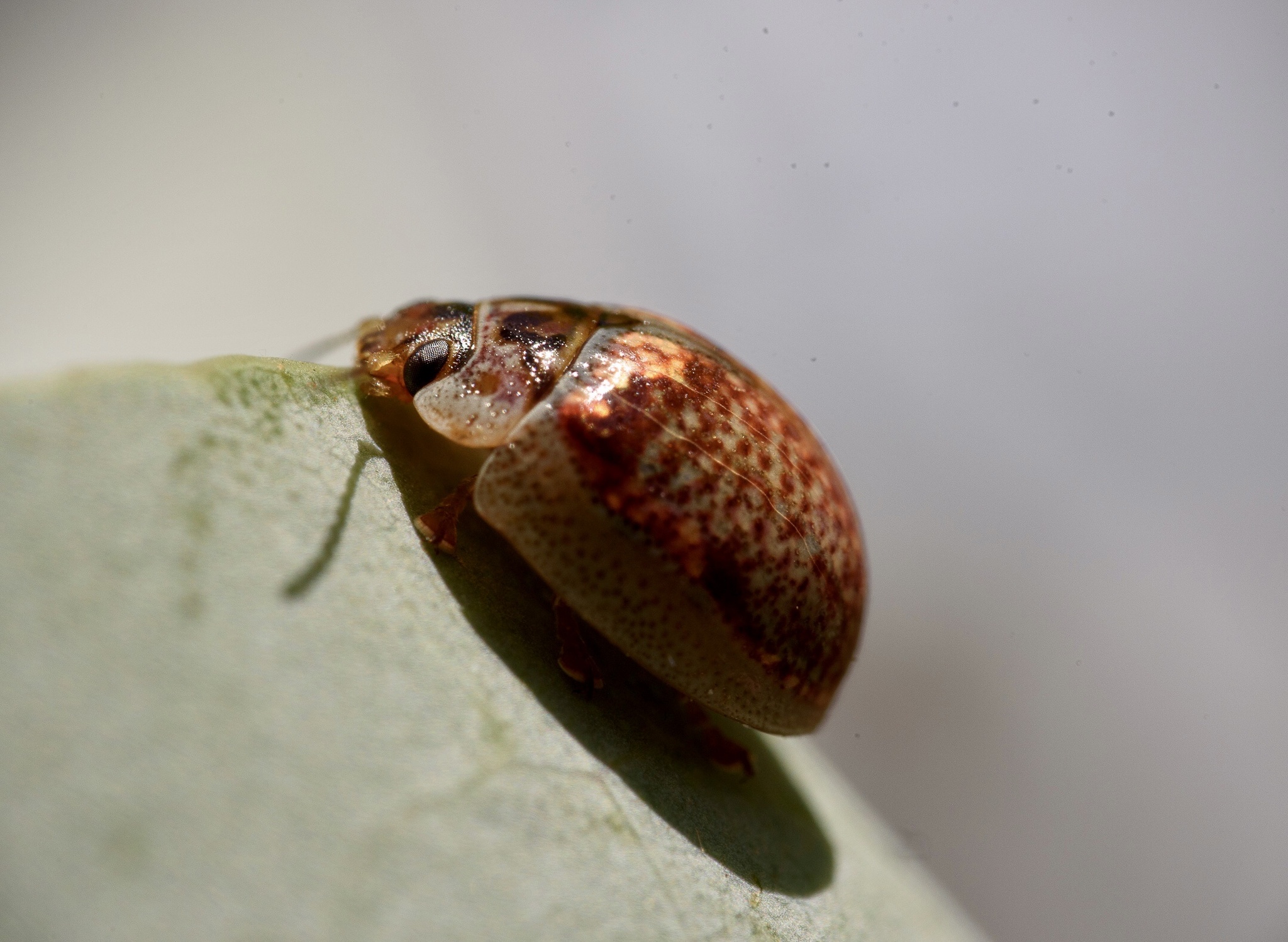 Chrysomelidae
