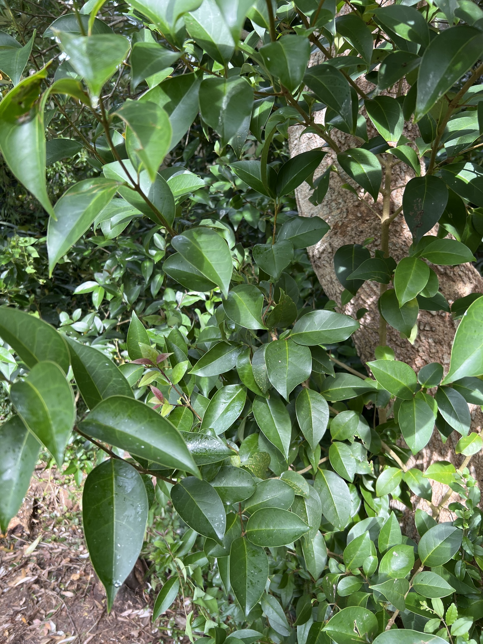 Ligustrum L.