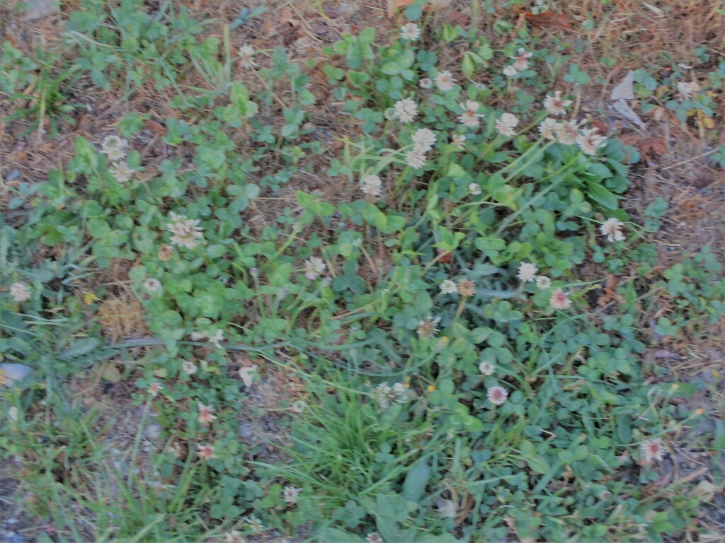 white clover from Frankton, Queenstown, New Zealand on December 28 ...