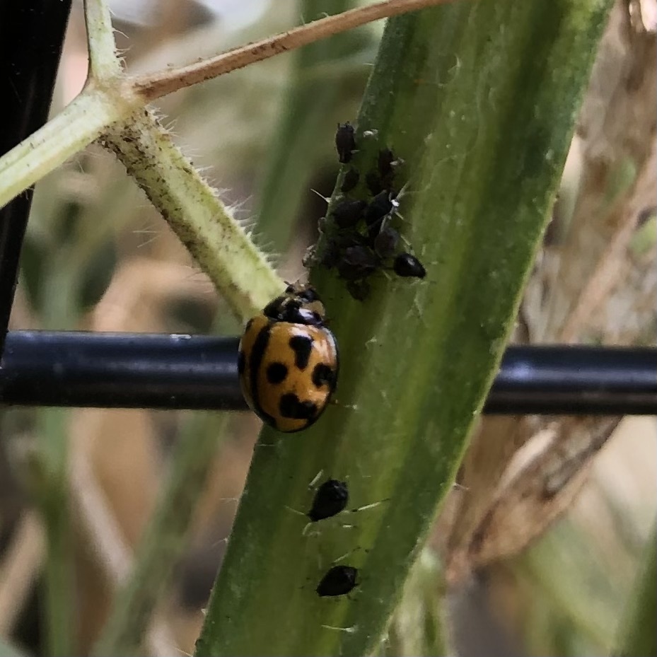 Coccinellidae