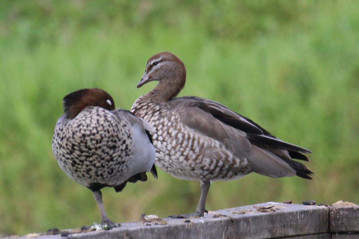 Anatidae