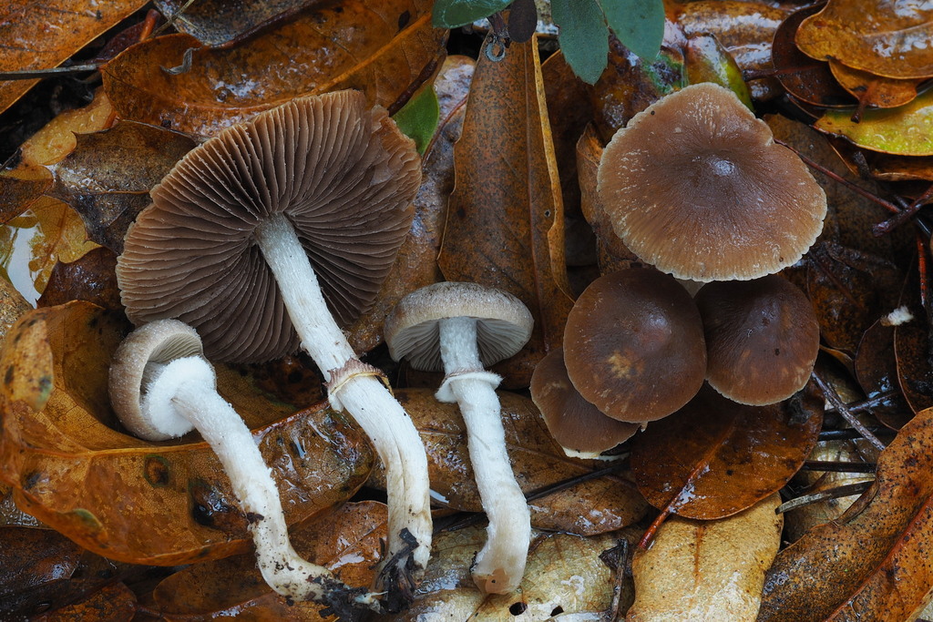 Psathyrella longistriata (Local Fungi Reference) · iNaturalist