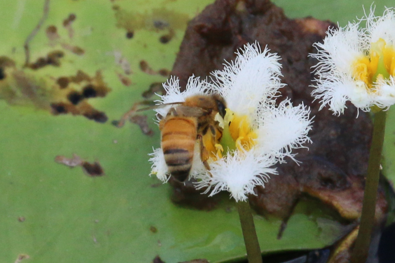 Apis mellifera Linnaeus, 1758