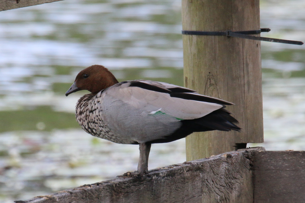 Anatidae
