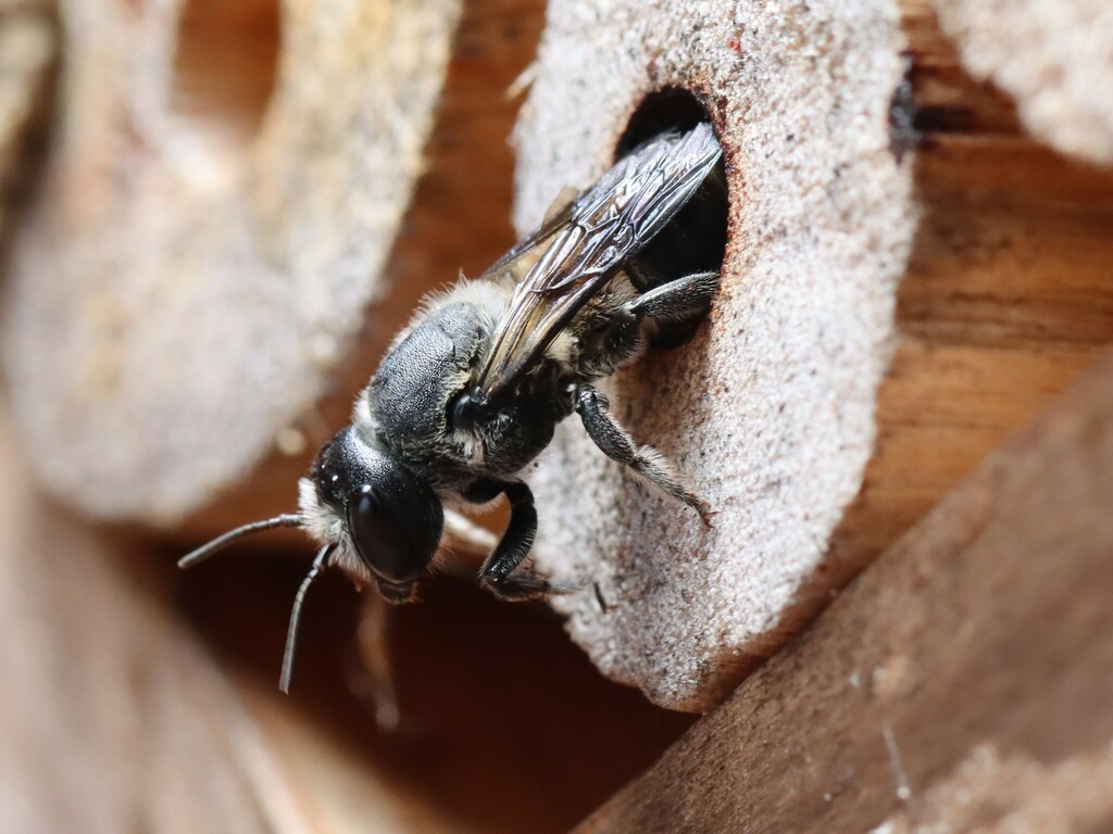 Megachile lucidiventris from Warrimoo NSW 2774, Australia on December ...