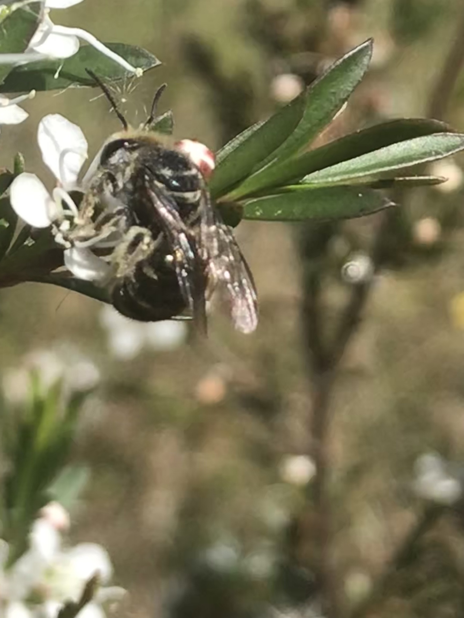 Hymenoptera