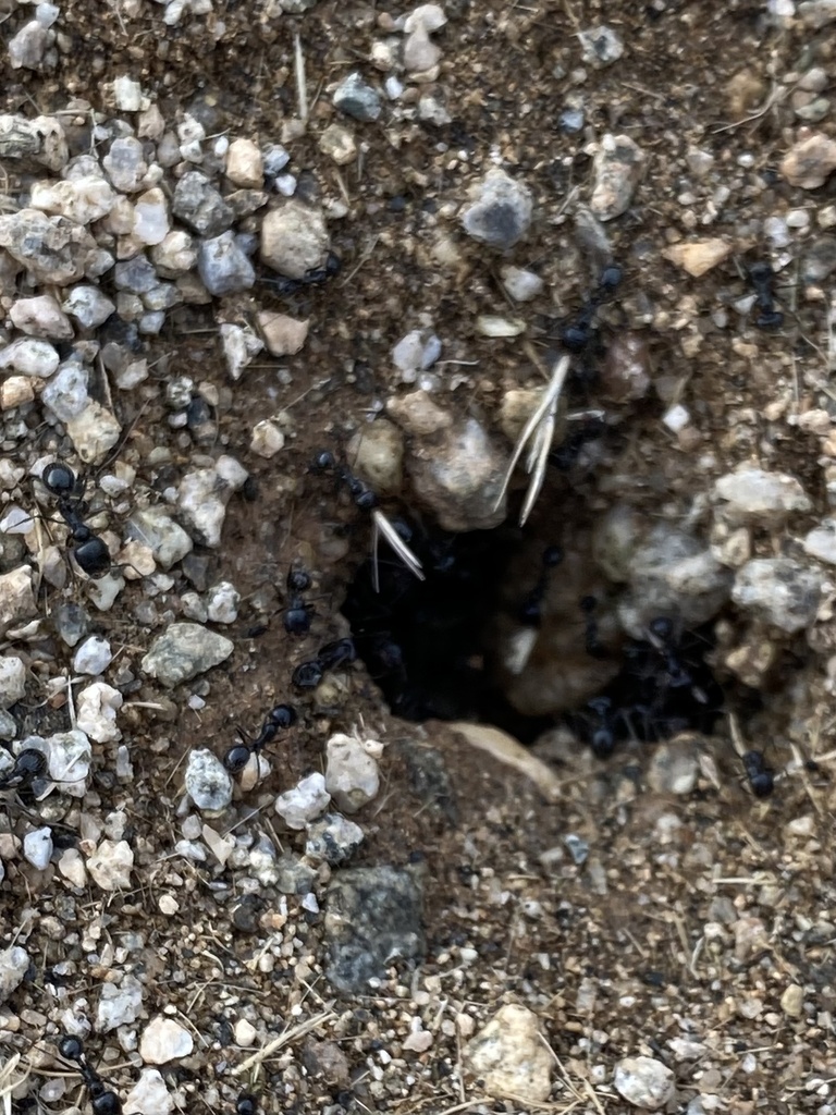 Veromessor pergandei from Skyline Regional Park, Buckeye, AZ, US on ...