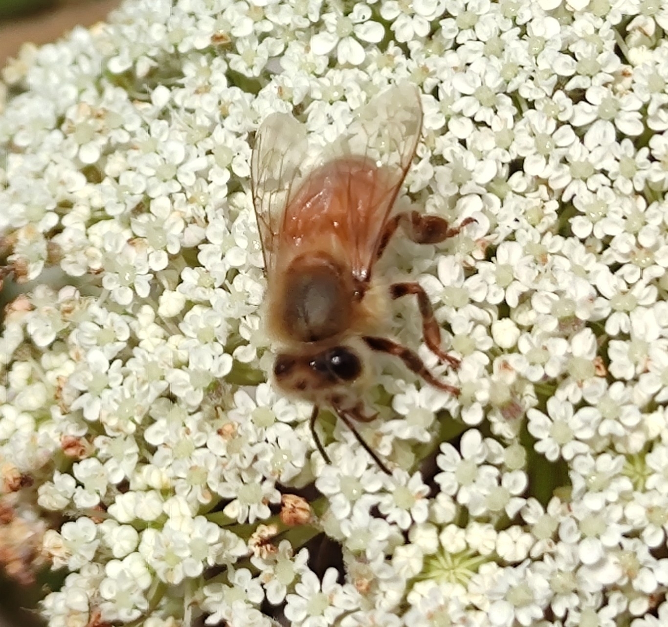 Apidae