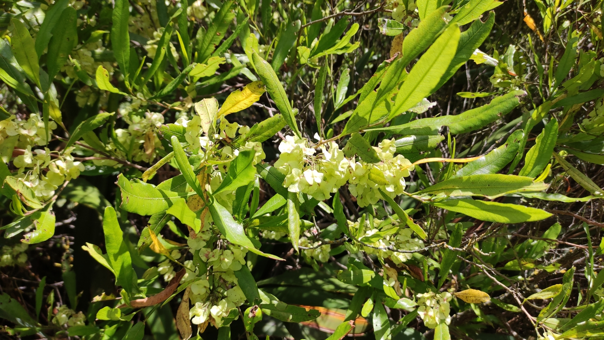 Sapindales