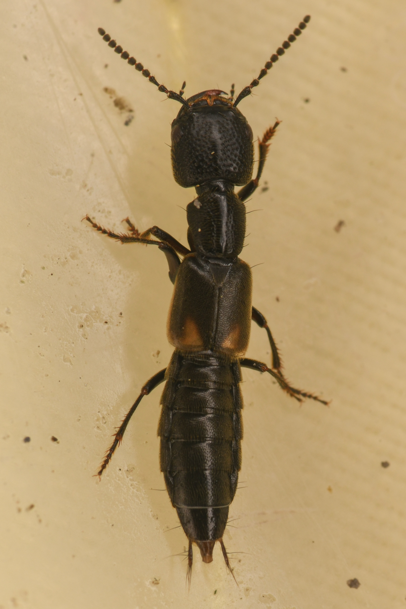 Cafius Stephens, 1829