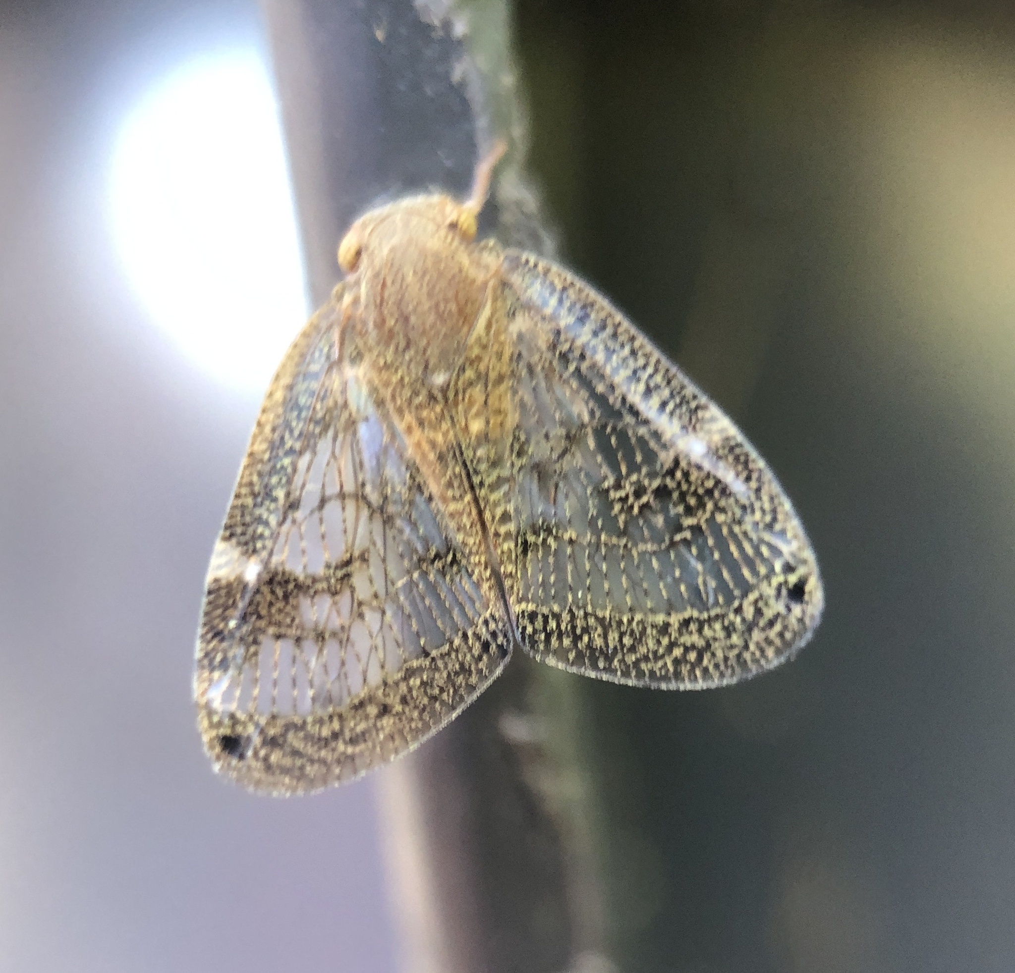 Ricaniidae