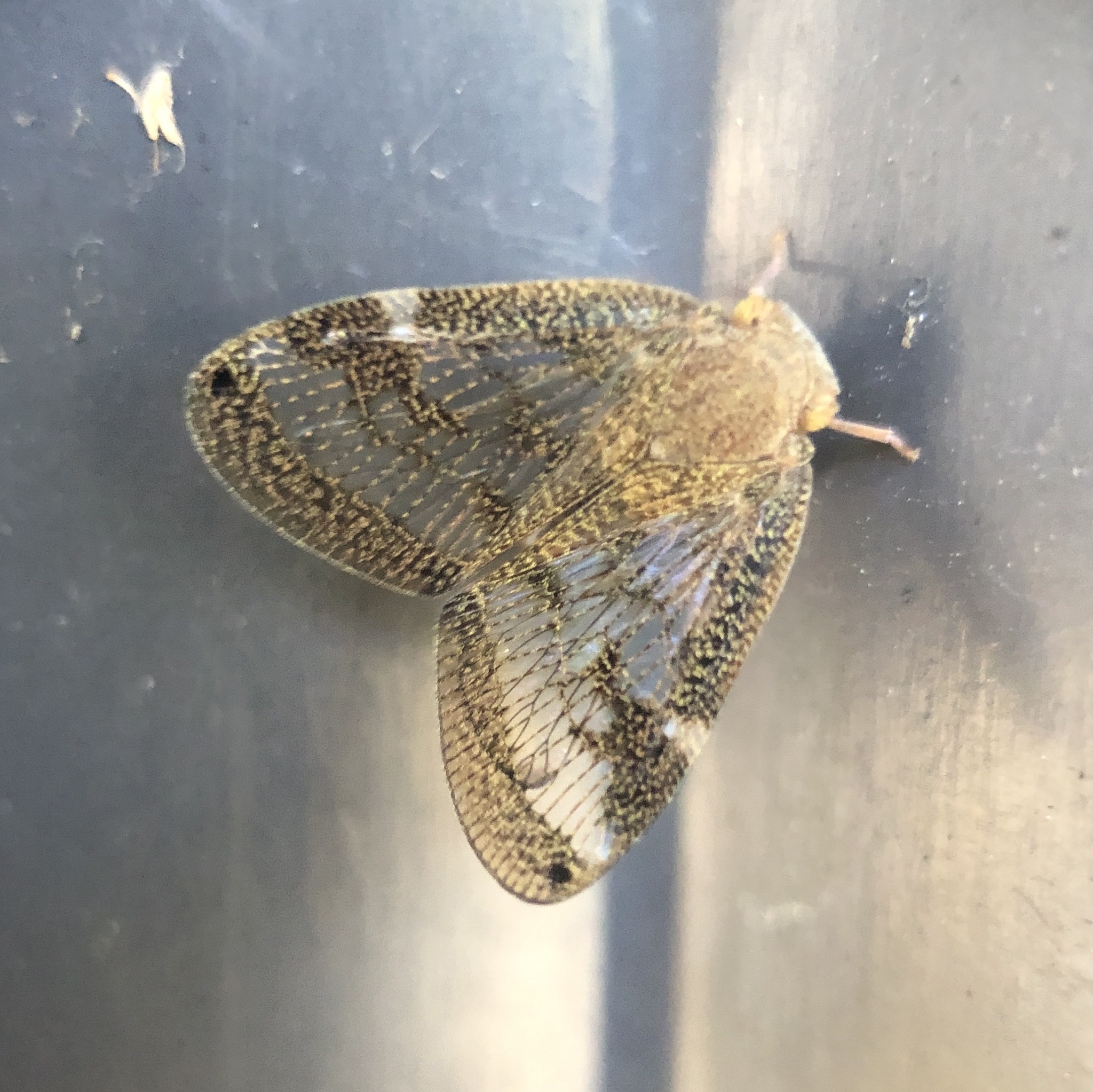 Ricaniidae