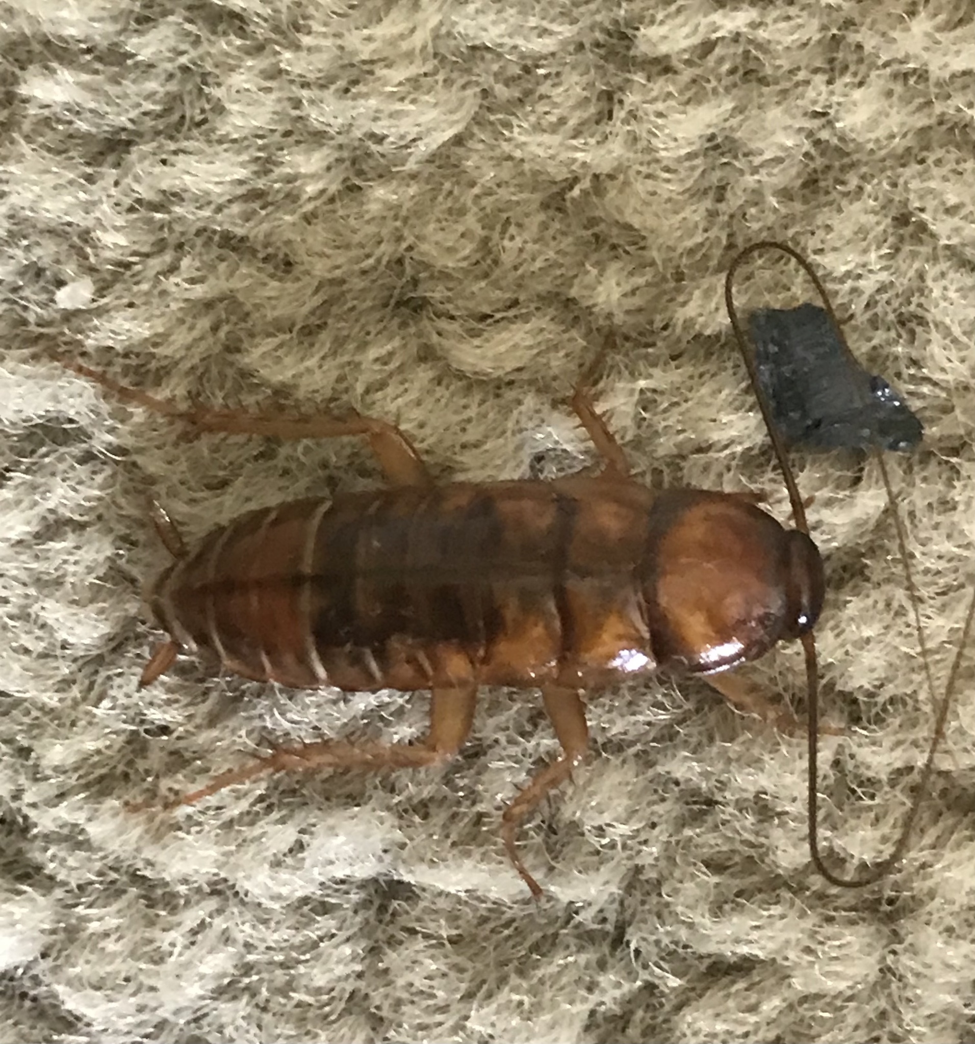 Periplaneta americana (Linnaeus, 1758)