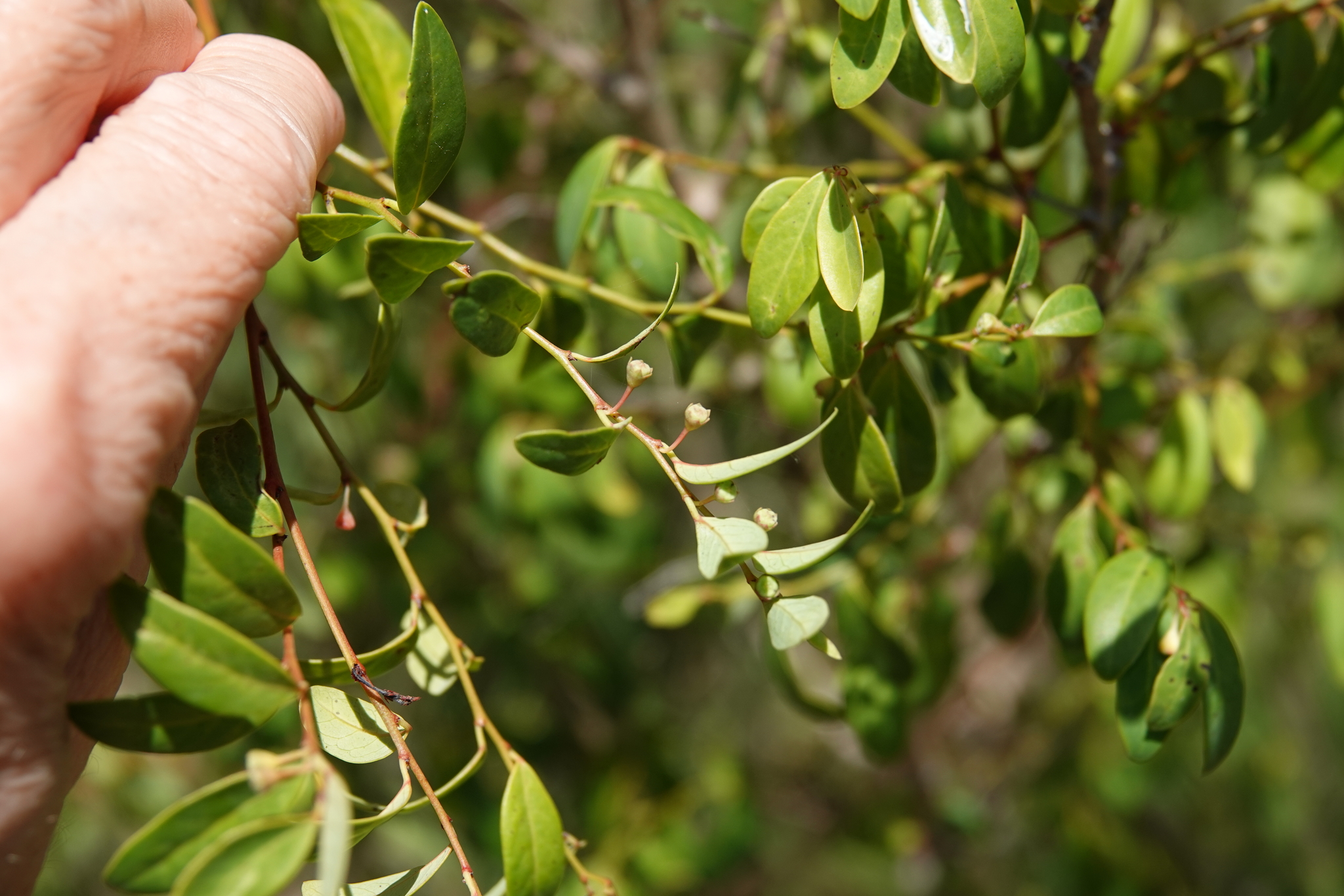Malpighiales