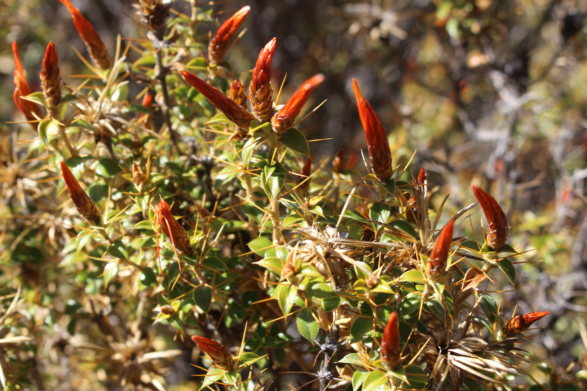 Chuquiraga spinosa D.Don