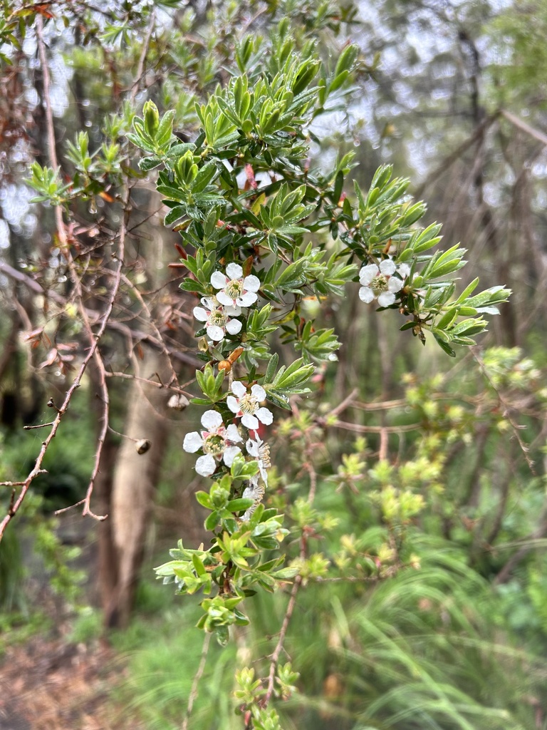Paperbark Tea Tree from Harold Hodgson Park, Katoomba, NSW, AU on ...