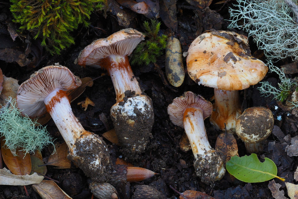 Calonarius intricatus from Calpella, CA, USA on December 17, 2022 at 03 ...