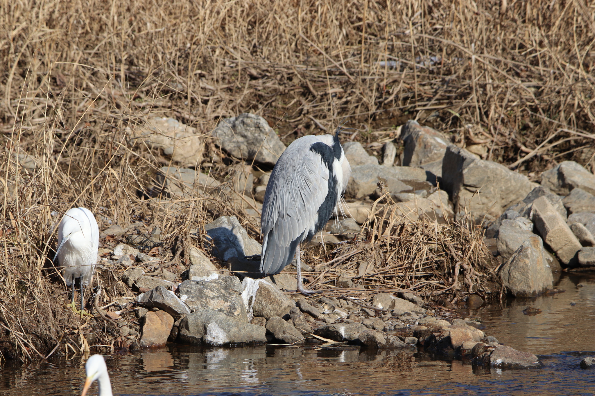 Ardea cinerea Linnaeus, 1758