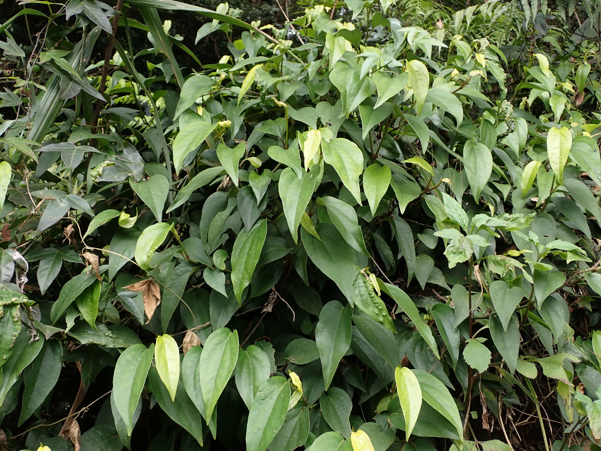 Piperales