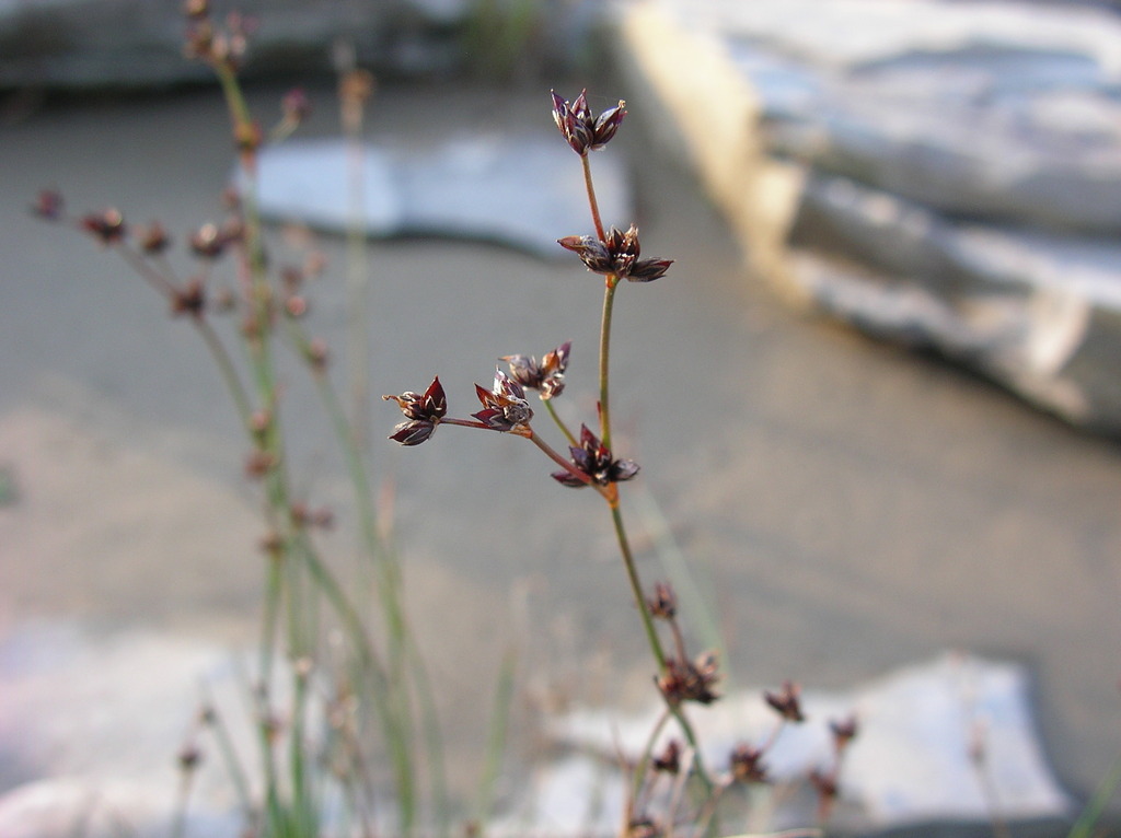 Jointed rush from Craigleith PP, Grey County, ON, Canada on October 09 ...