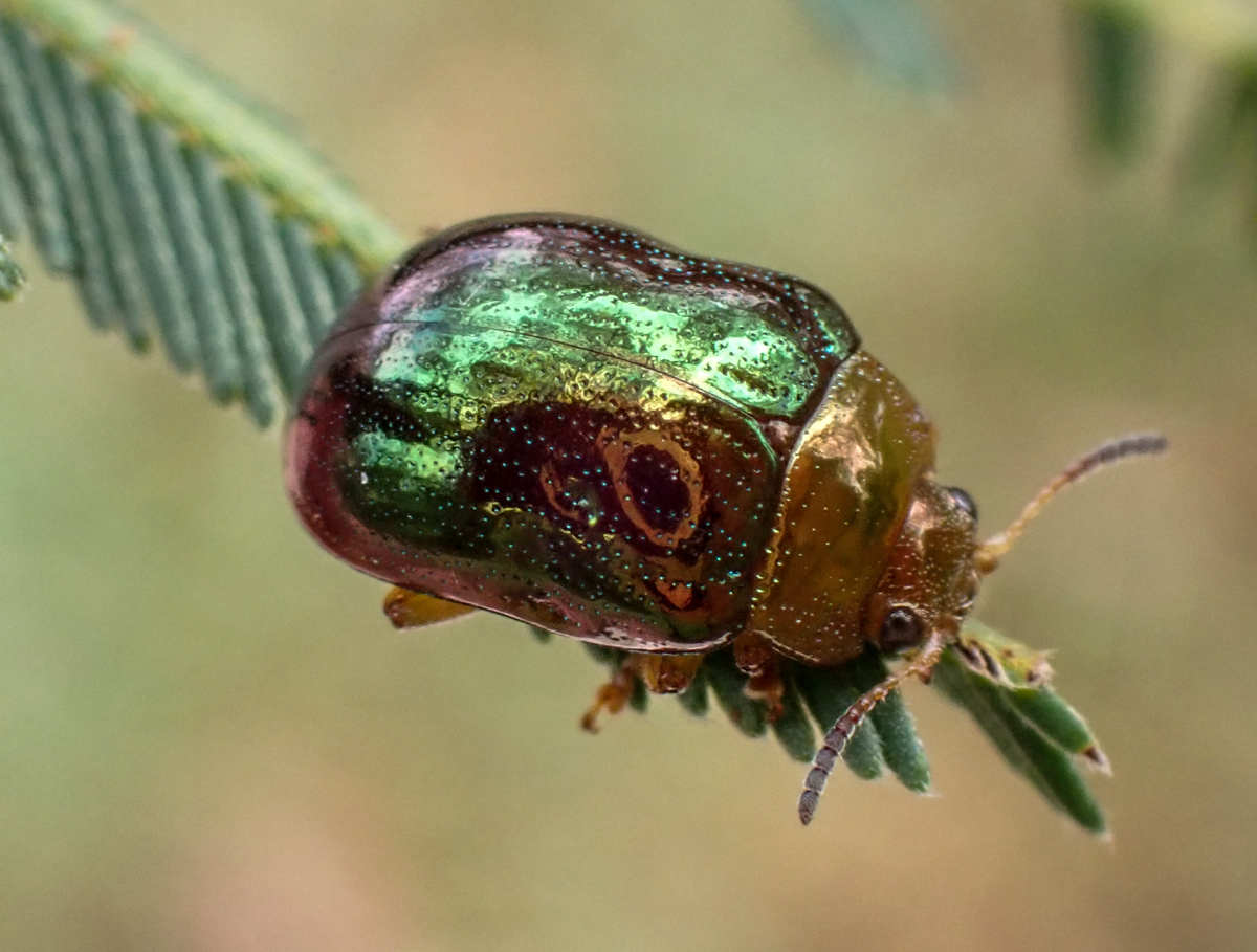 Chrysomelidae