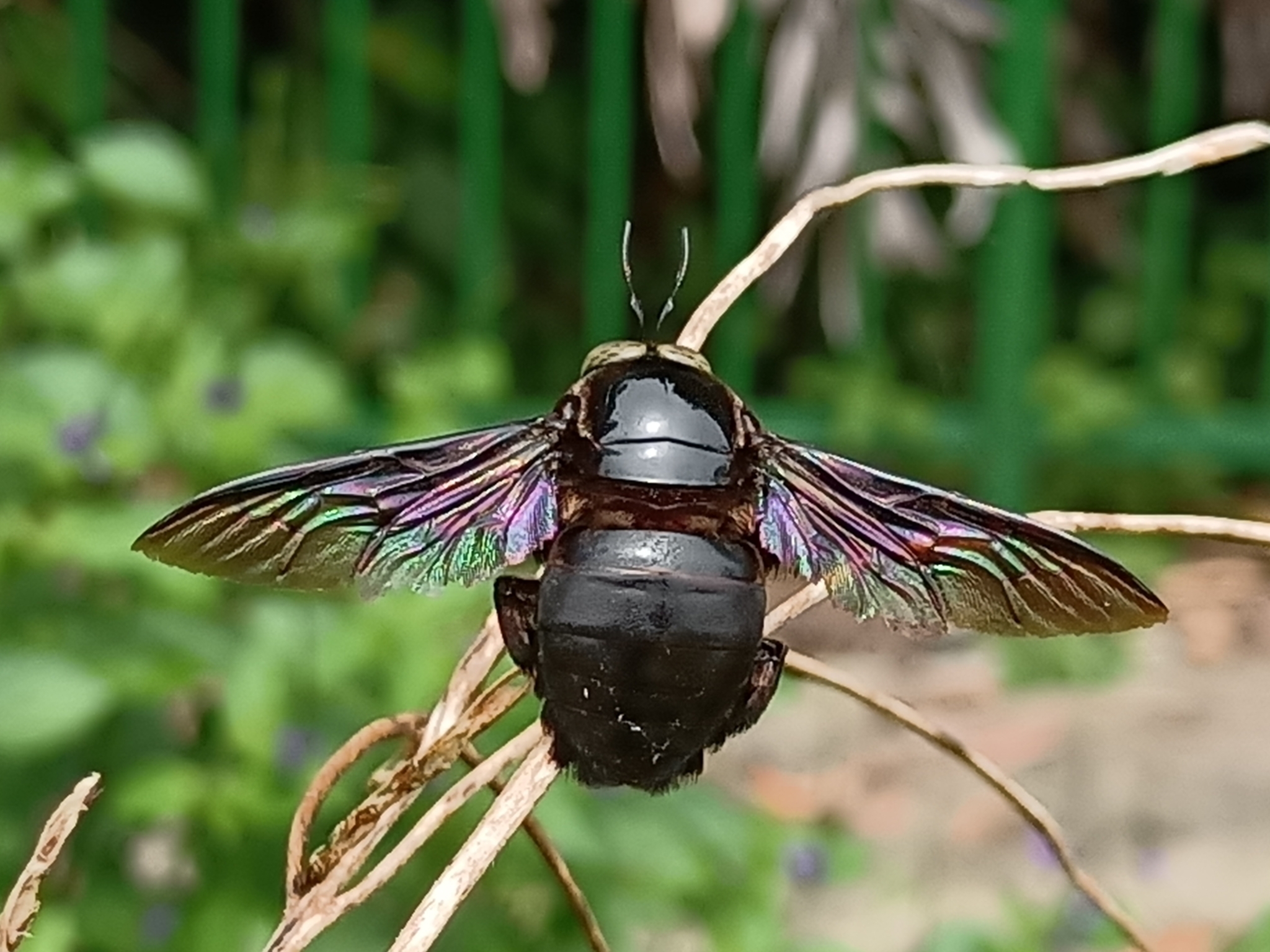 Apidae