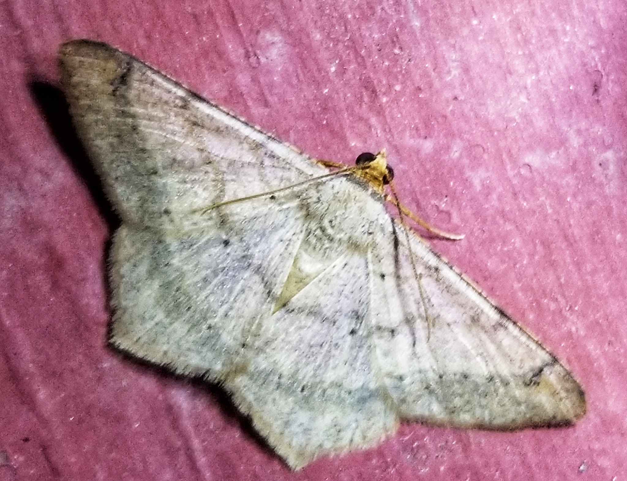 Macaria abydata Guenée