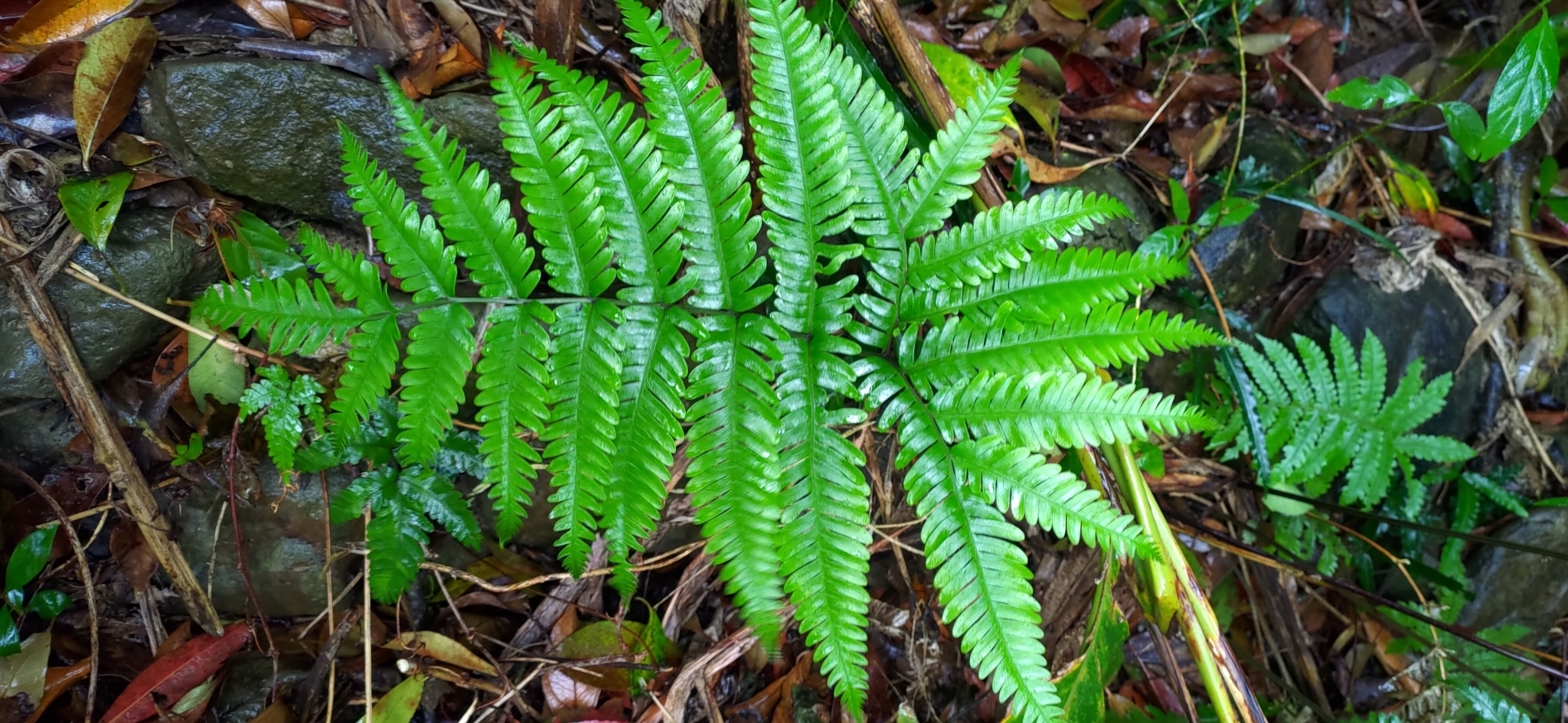 Pteridaceae