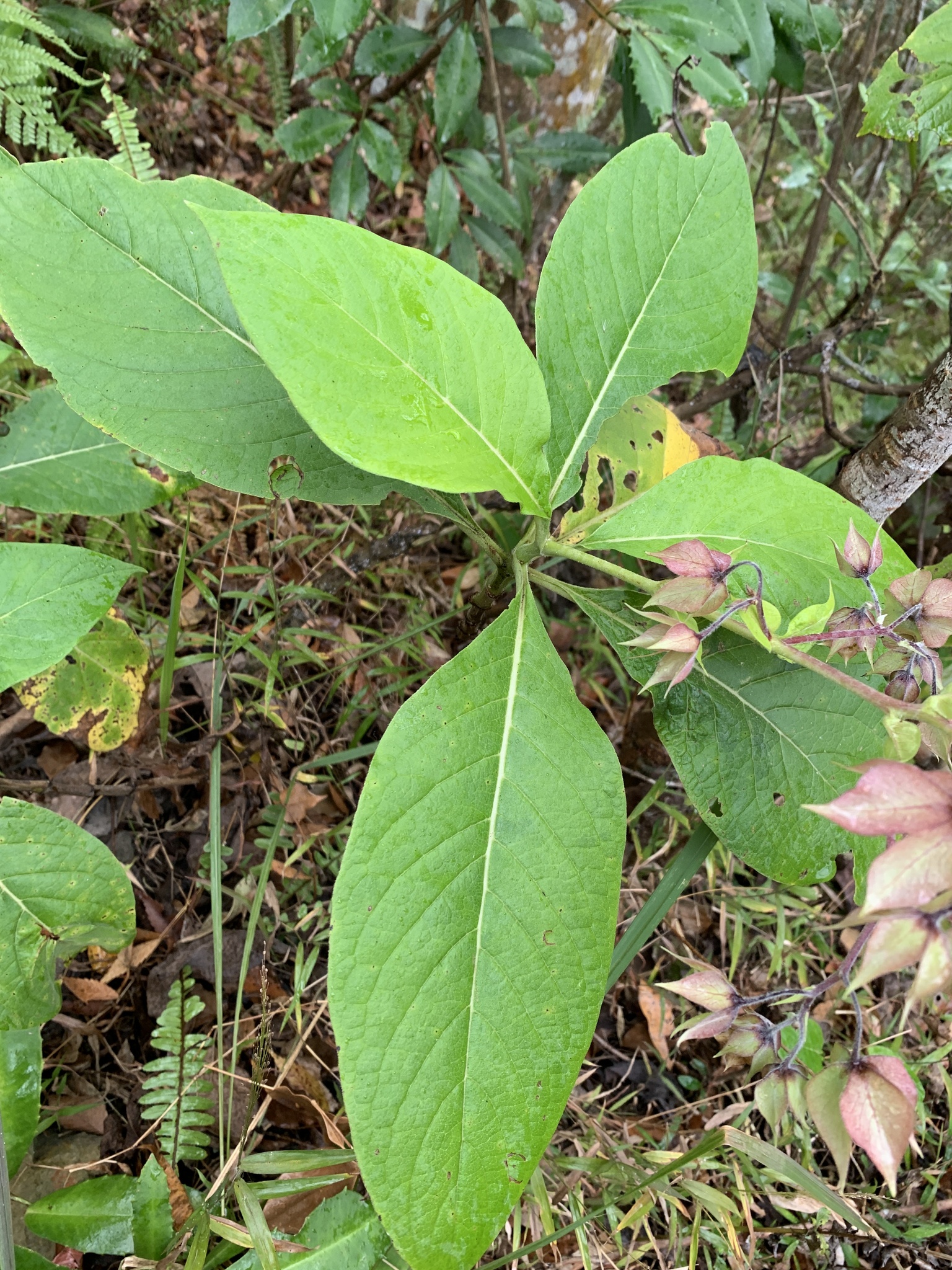 Boraginaceae