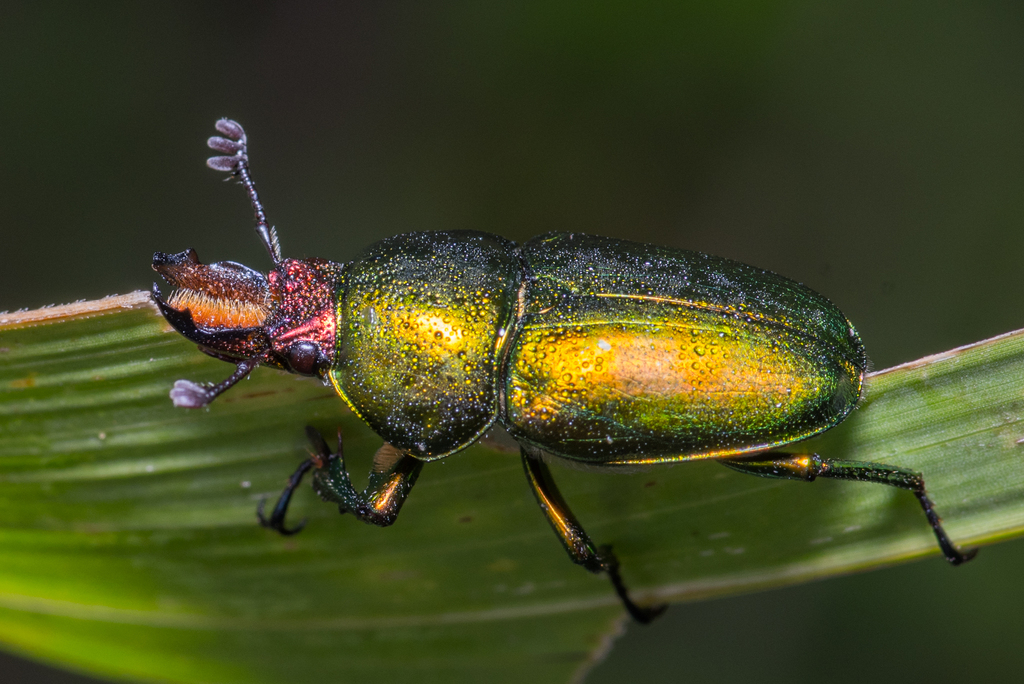 Golden Stag Beetle from Sugarloaf QLD 4800, Australia on December 30 ...