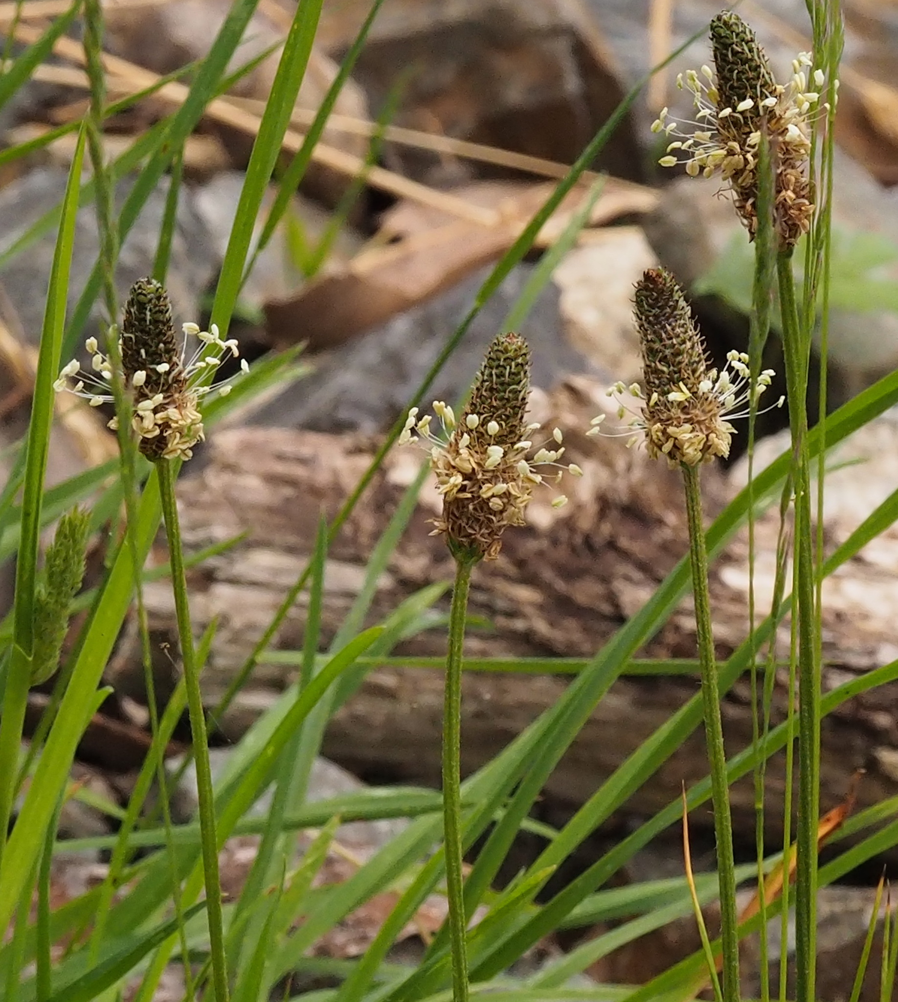 Plantago lanceolata L.