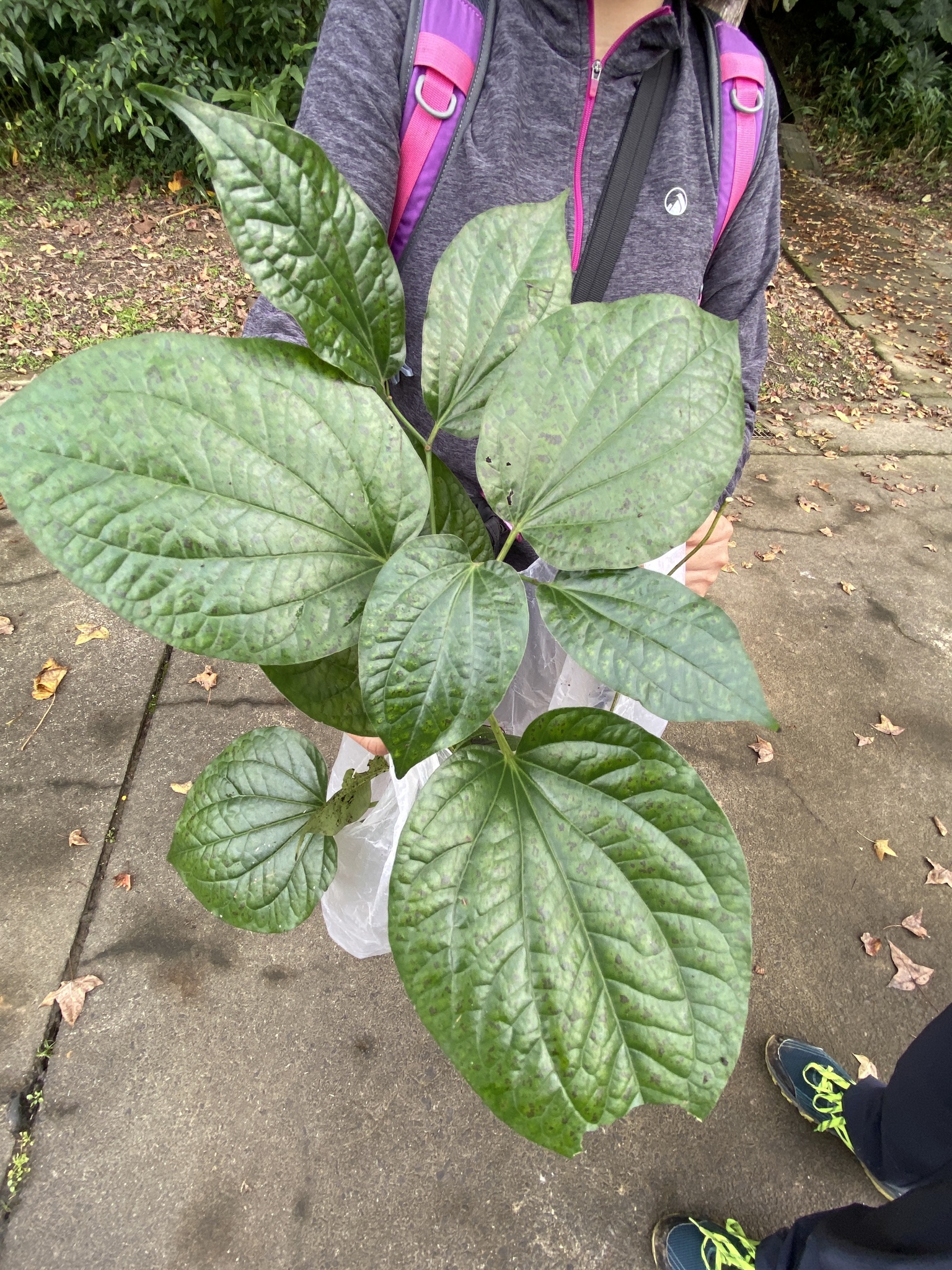 Piperales